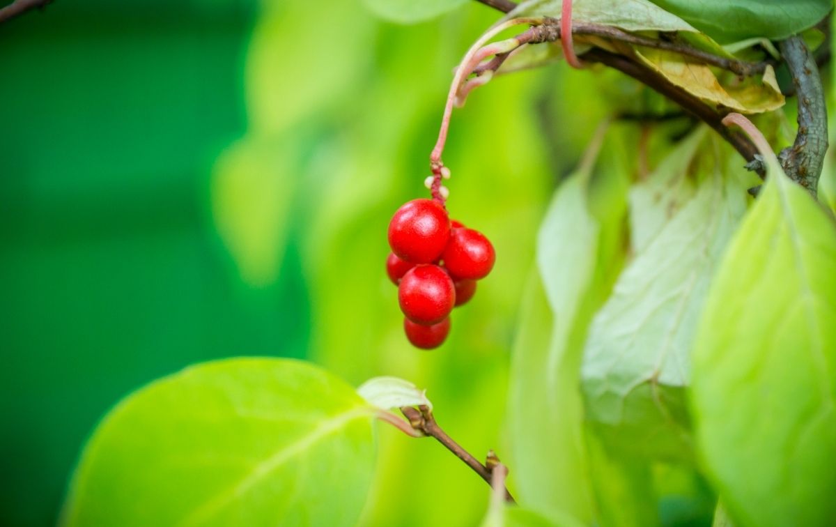 Celtic Rituals: The 6 Most Powerful Rituals | yogandha